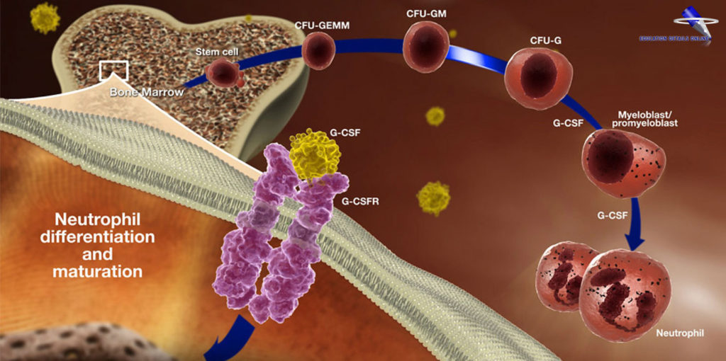 Hematopoiesis helps to produce blood, cells and plasma